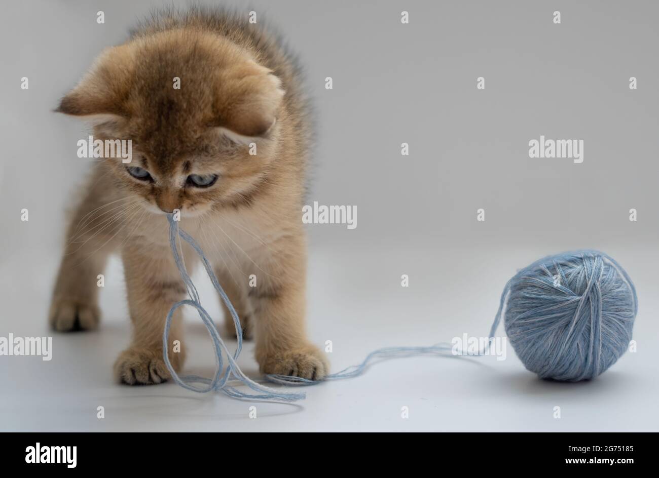 A British golden ticked kitten plays with a ball of blue threads on a ...