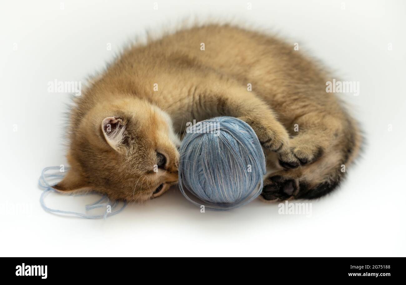 A British golden ticked kitten plays with a ball of blue threads on a ...