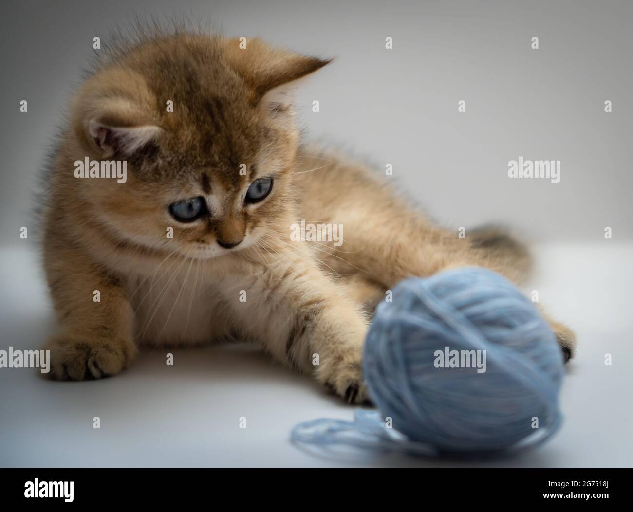 A British golden ticked kitten plays with a ball of blue threads on a ...