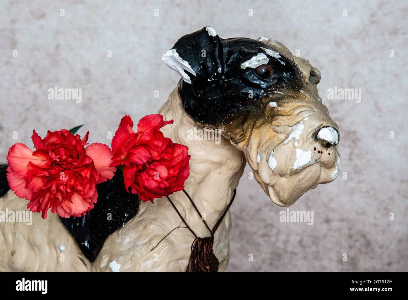 Dog still life hi-res stock photography and images - Alamy