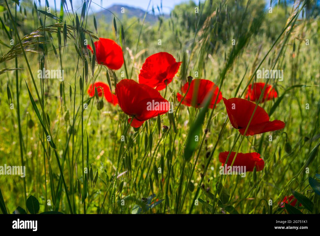 Planta de flores rojas hi-res stock photography and images - Alamy