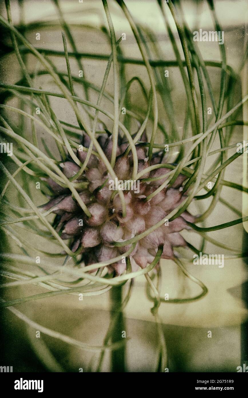 Abstract photograph of Wild garlic bulblet. Bulbil, bulbel, England, UK ...