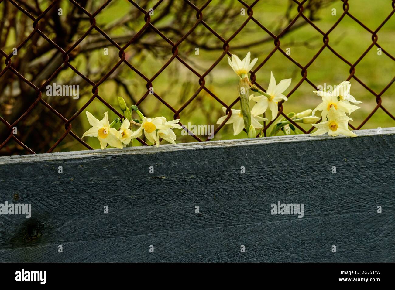 Peering over fence hi-res stock photography and images - Alamy