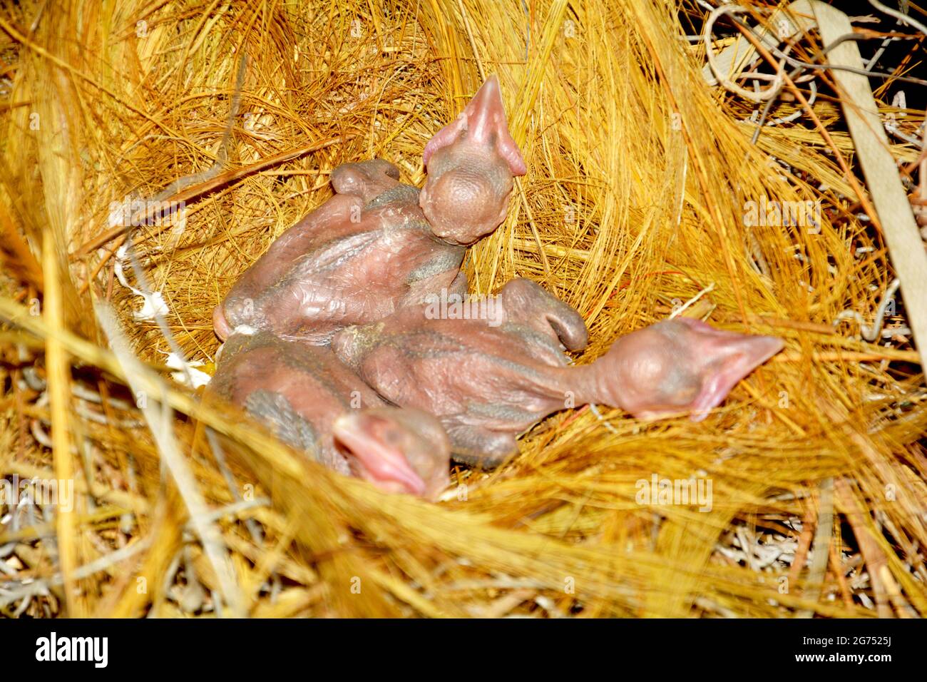Three new born birds in the nest, selective focusing Stock Photo - Alamy
