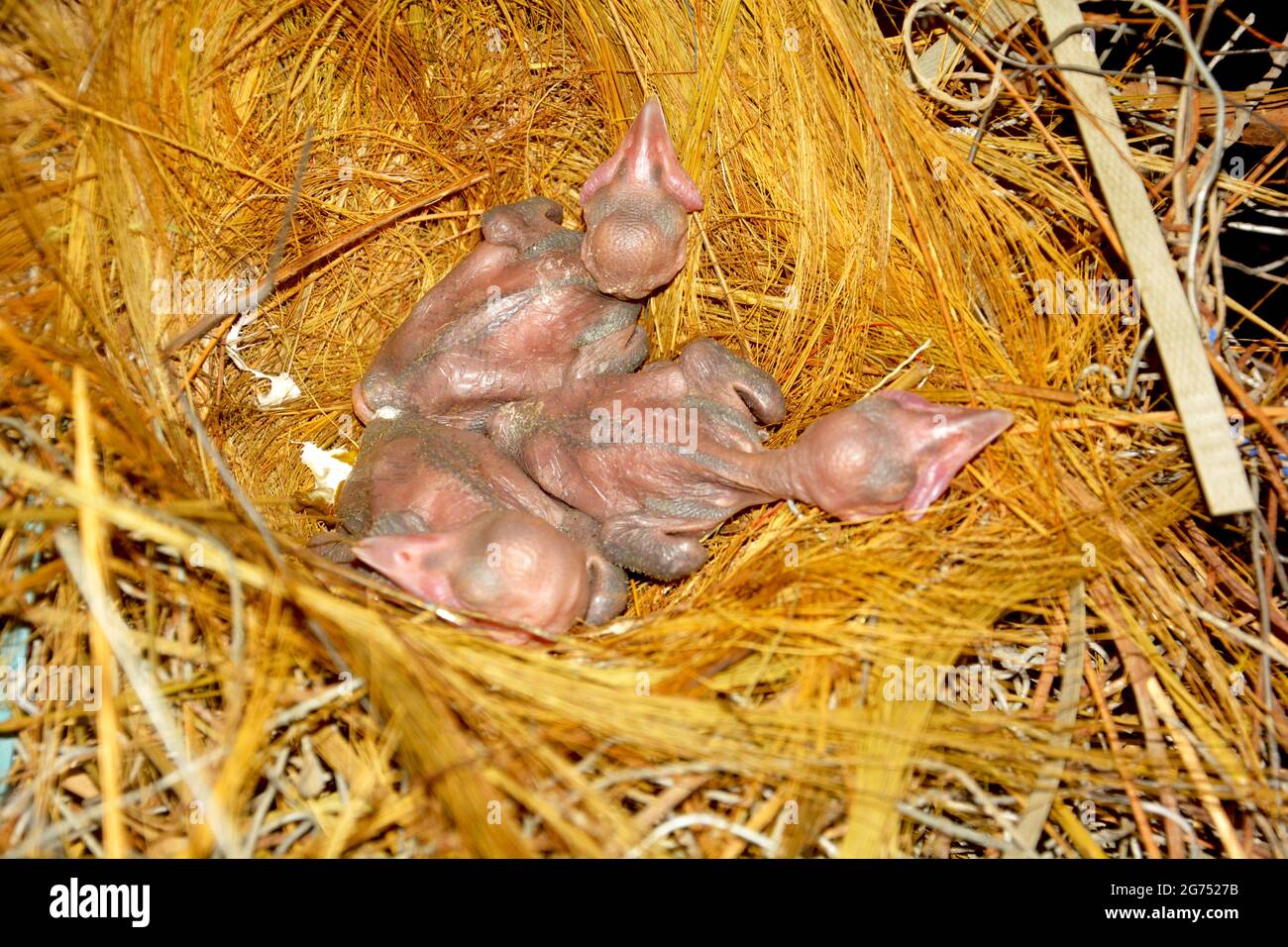 Three new born birds in the nest, selective focusing Stock Photo - Alamy