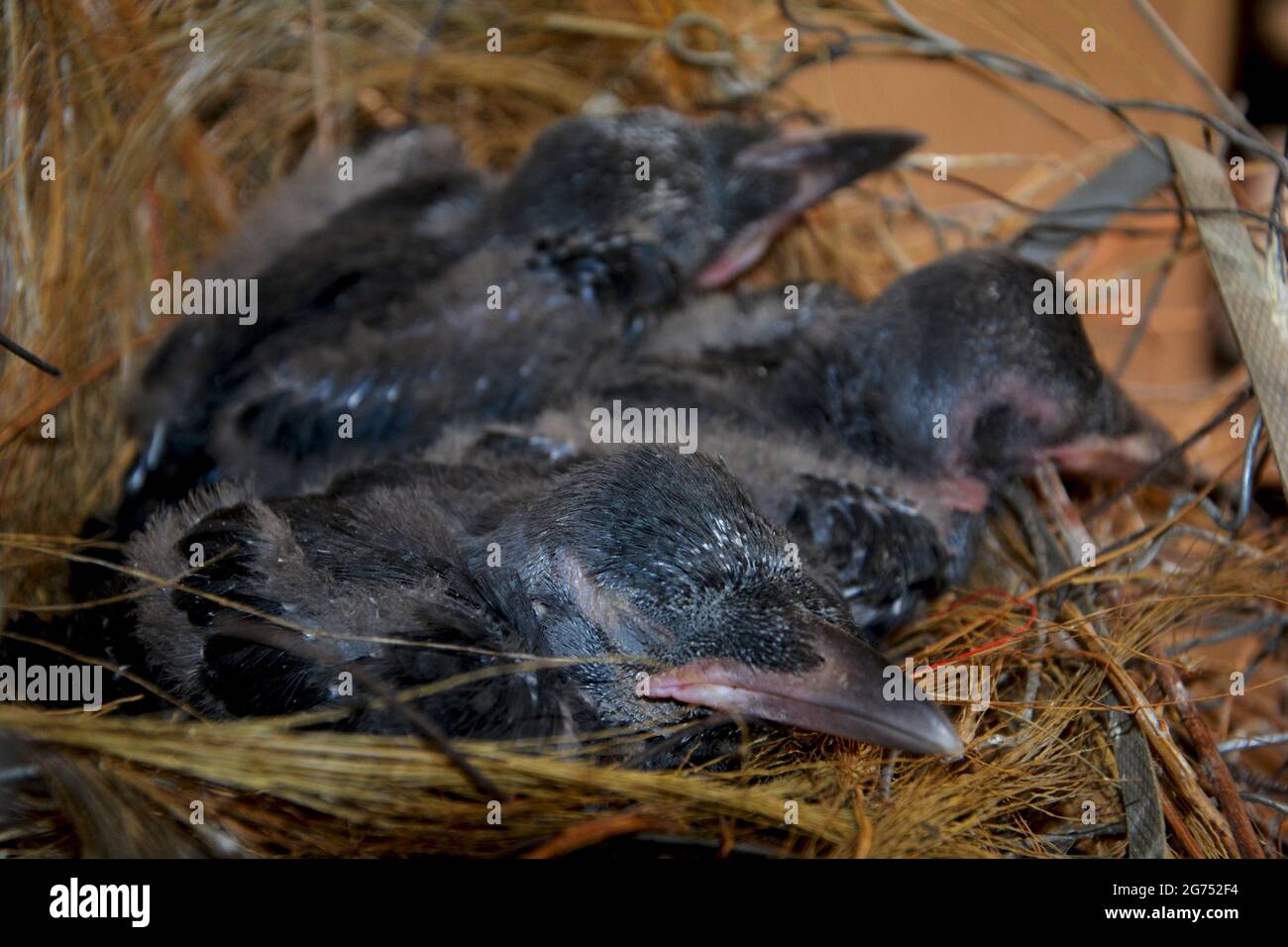 Black crow corvus chick in hi-res stock photography and images - Alamy