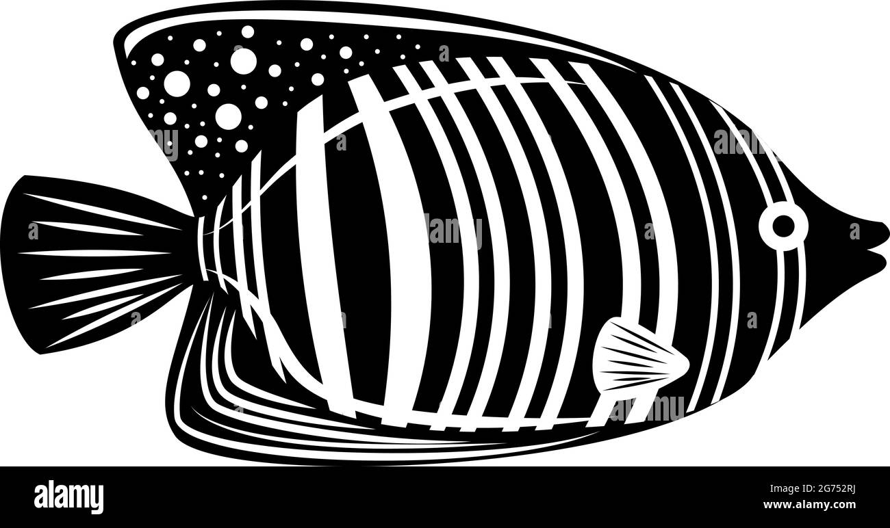 Royal angelfish. Black and white tropical fish. Isolated on white ...