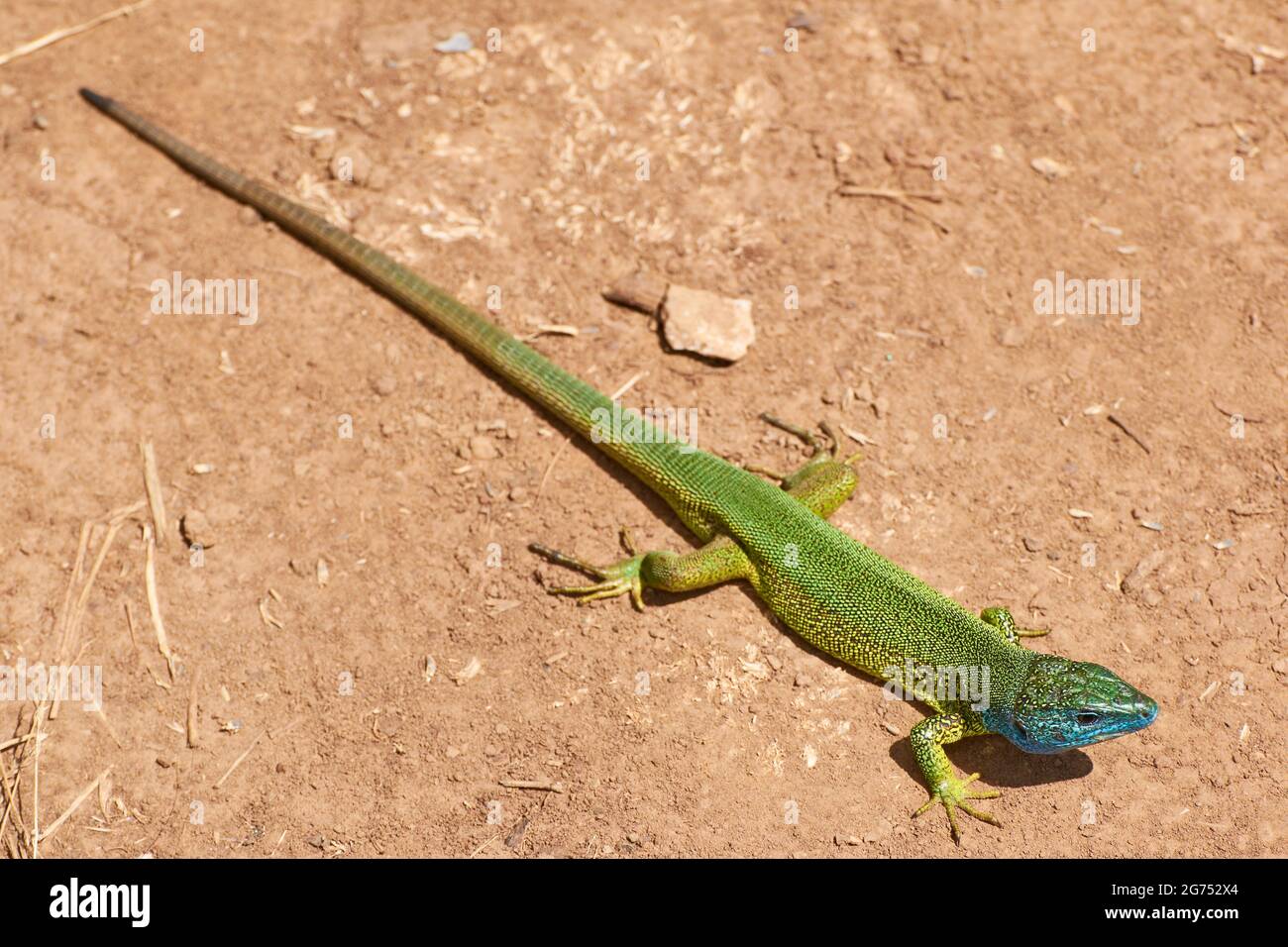 The European green lizard (Lacerta viridis Stock Photo - Alamy