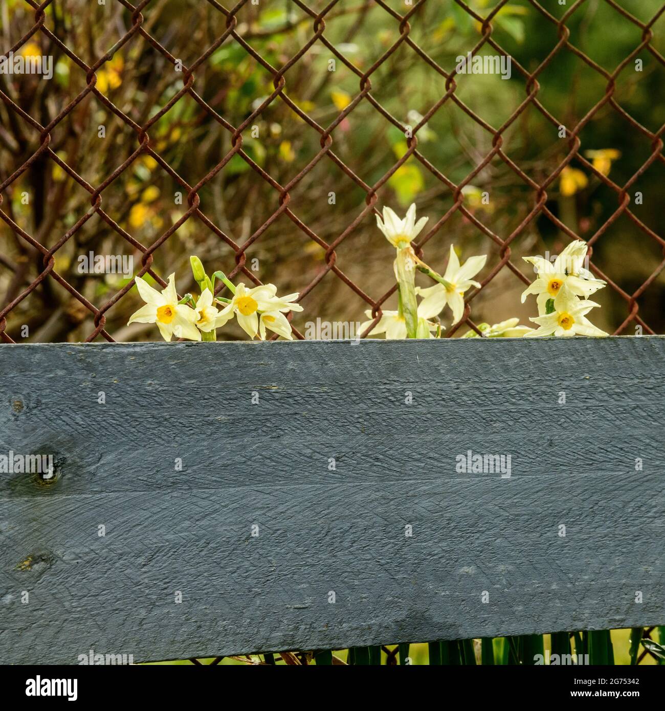 Peering over fence hi-res stock photography and images - Alamy