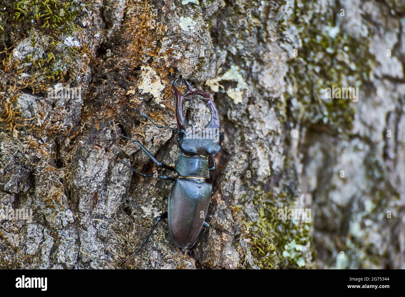 The European stag beetle (Lucanus cervus Stock Photo - Alamy