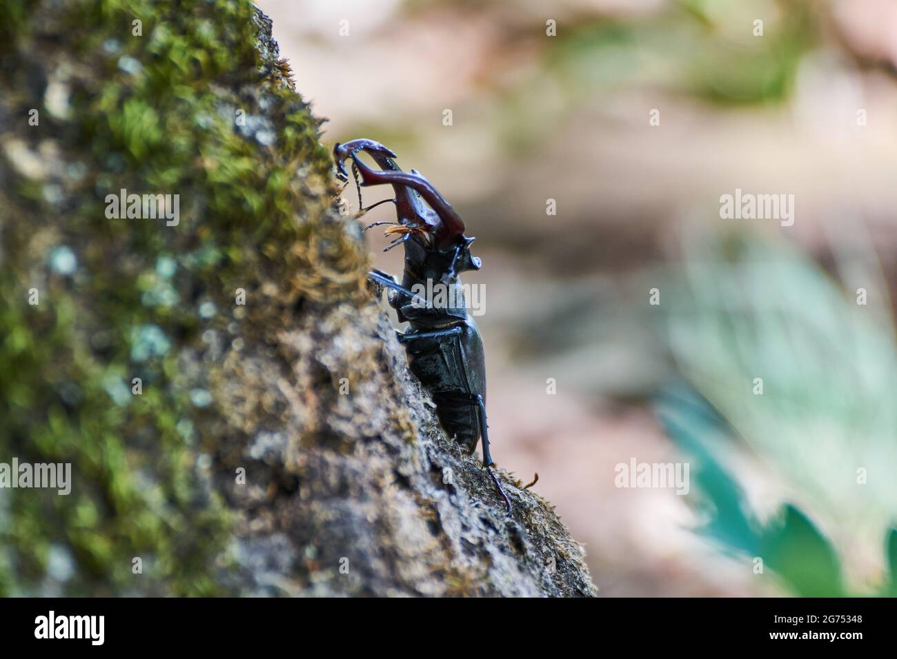 The European stag beetle (Lucanus cervus Stock Photo - Alamy