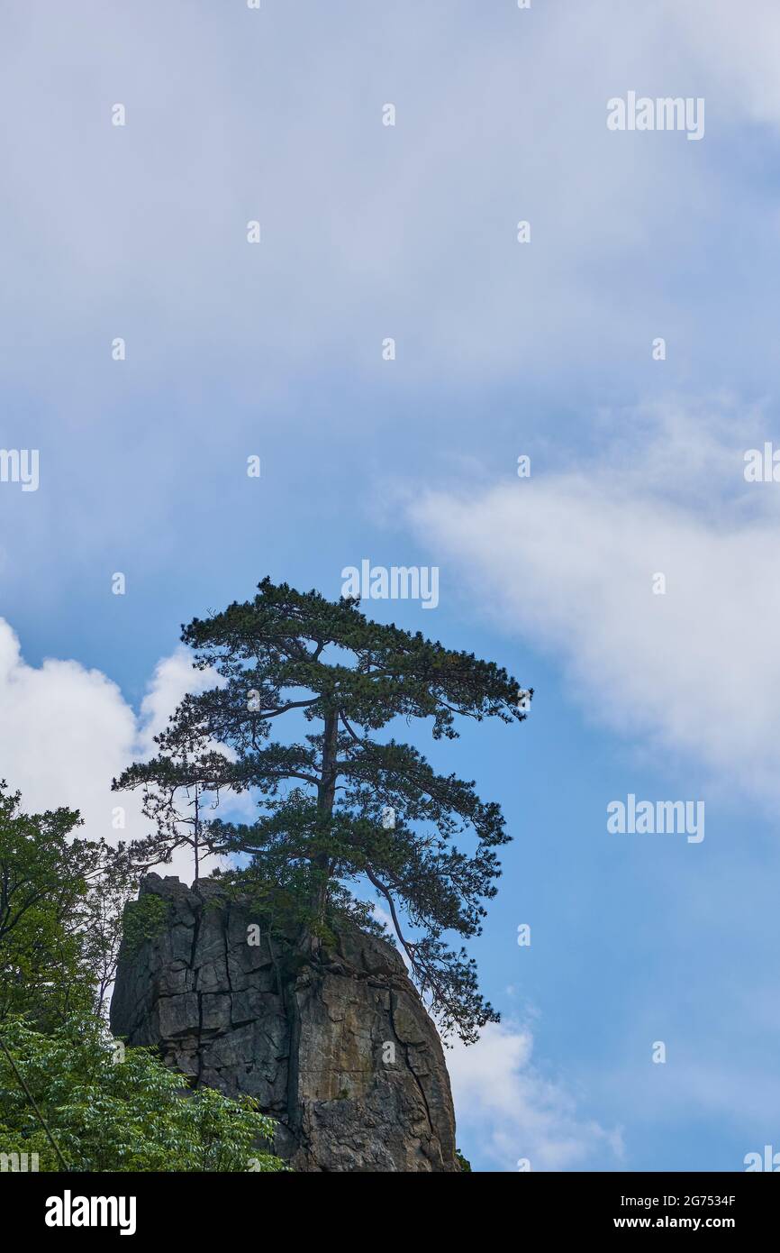 A tree growing up on top of a big rock Stock Photo - Alamy