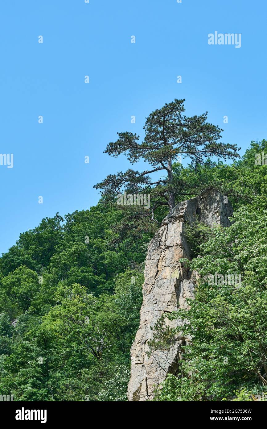 A tree growing up on top of a big rock Stock Photo - Alamy