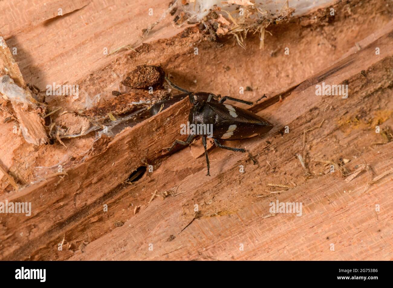 Blue leafhopper hi-res stock photography and images - Alamy