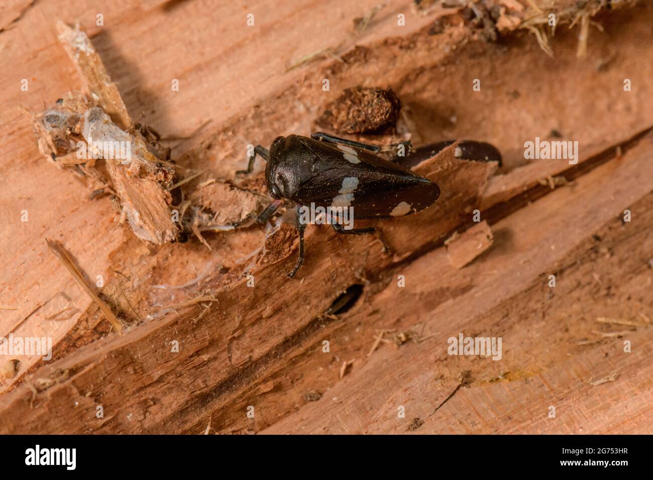 Blue leafhopper hi-res stock photography and images - Alamy