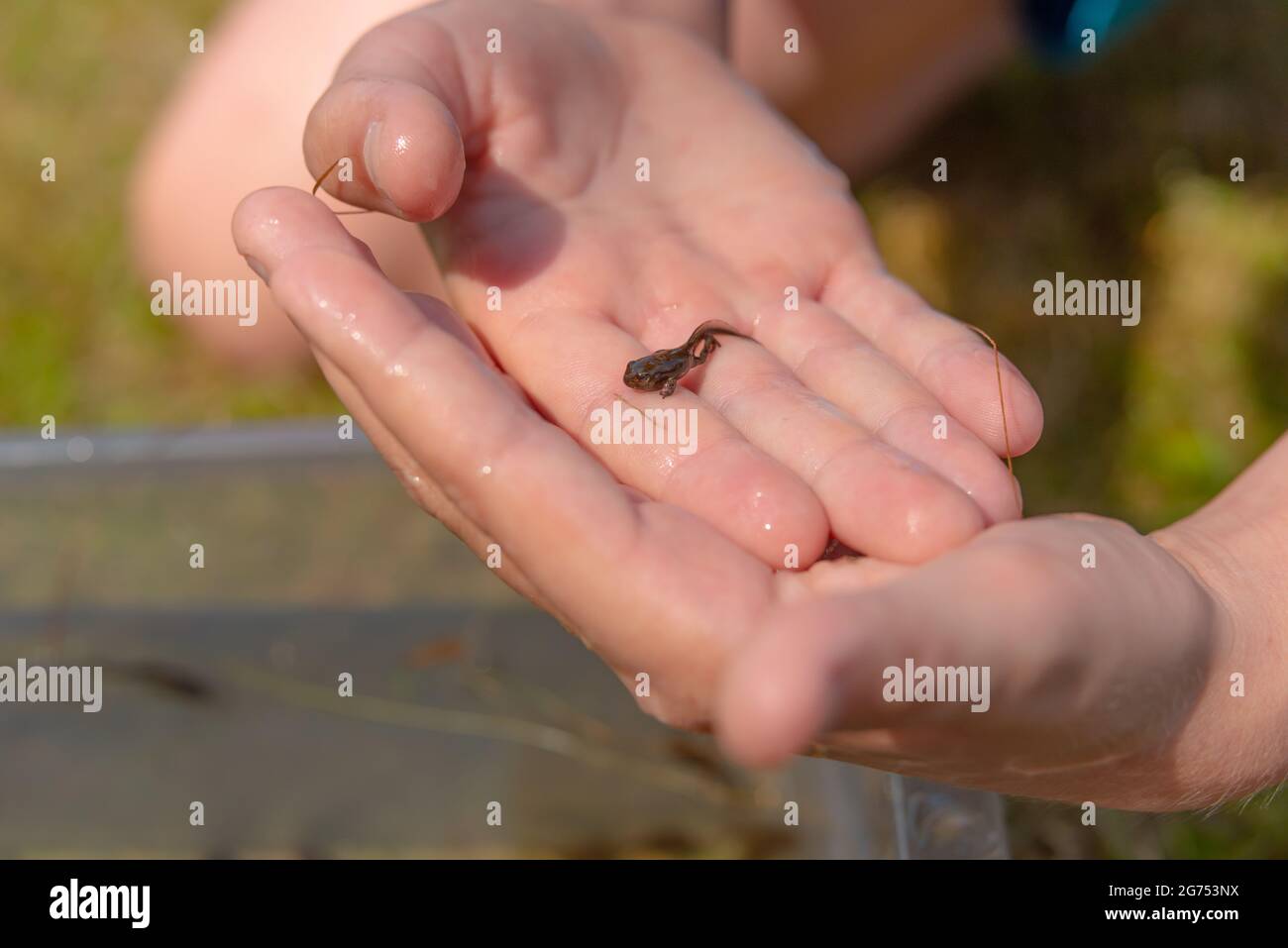 A frog tadpole with developed limbs held in a hand Stock Photo - Alamy