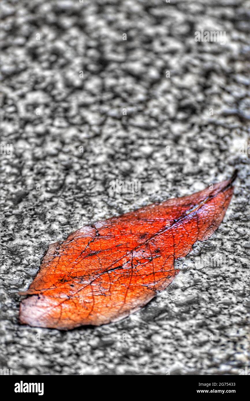 An orange autumn leaf fallen on the ground Stock Photo - Alamy