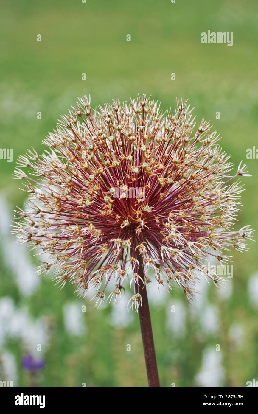 A closeup shot of a dry allium plant Stock Photo - Alamy