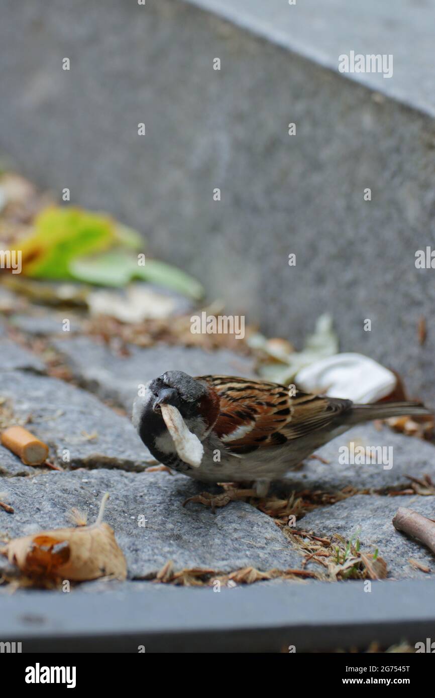 A fluffy sparrow bird on the cobblestone pavement Stock Photo - Alamy