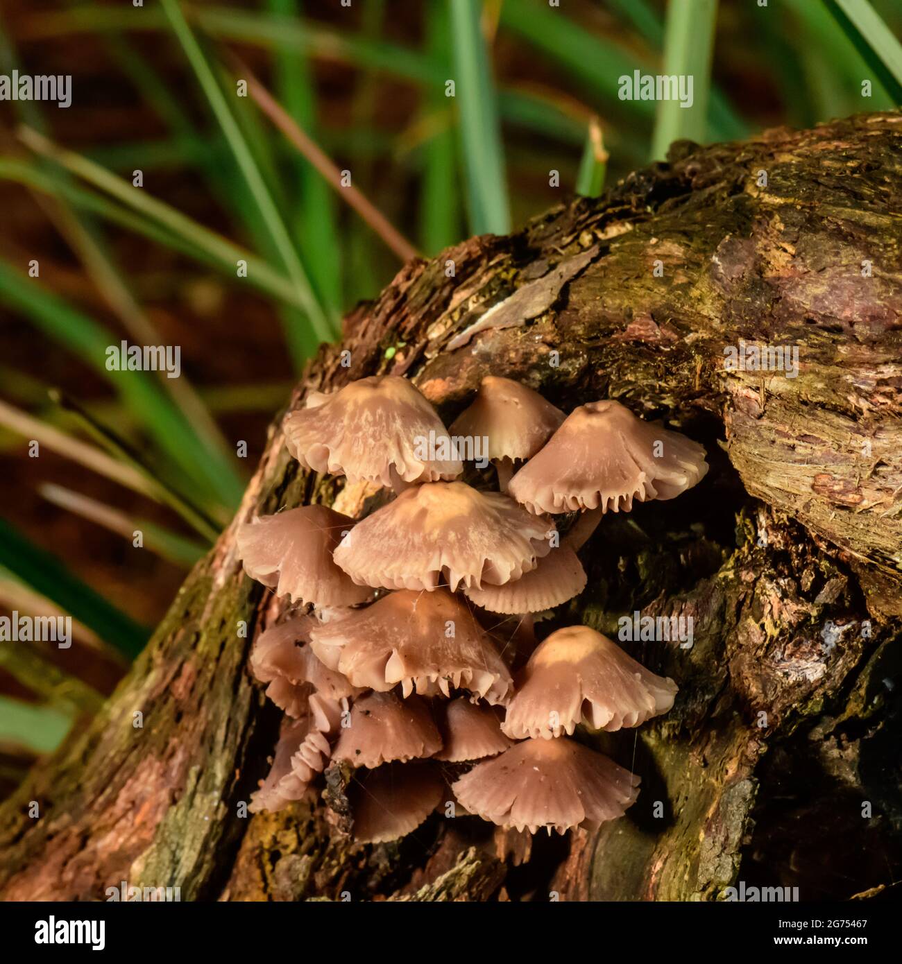 Fungus Mycena marangania on rotting tree branch Stock Photo - Alamy
