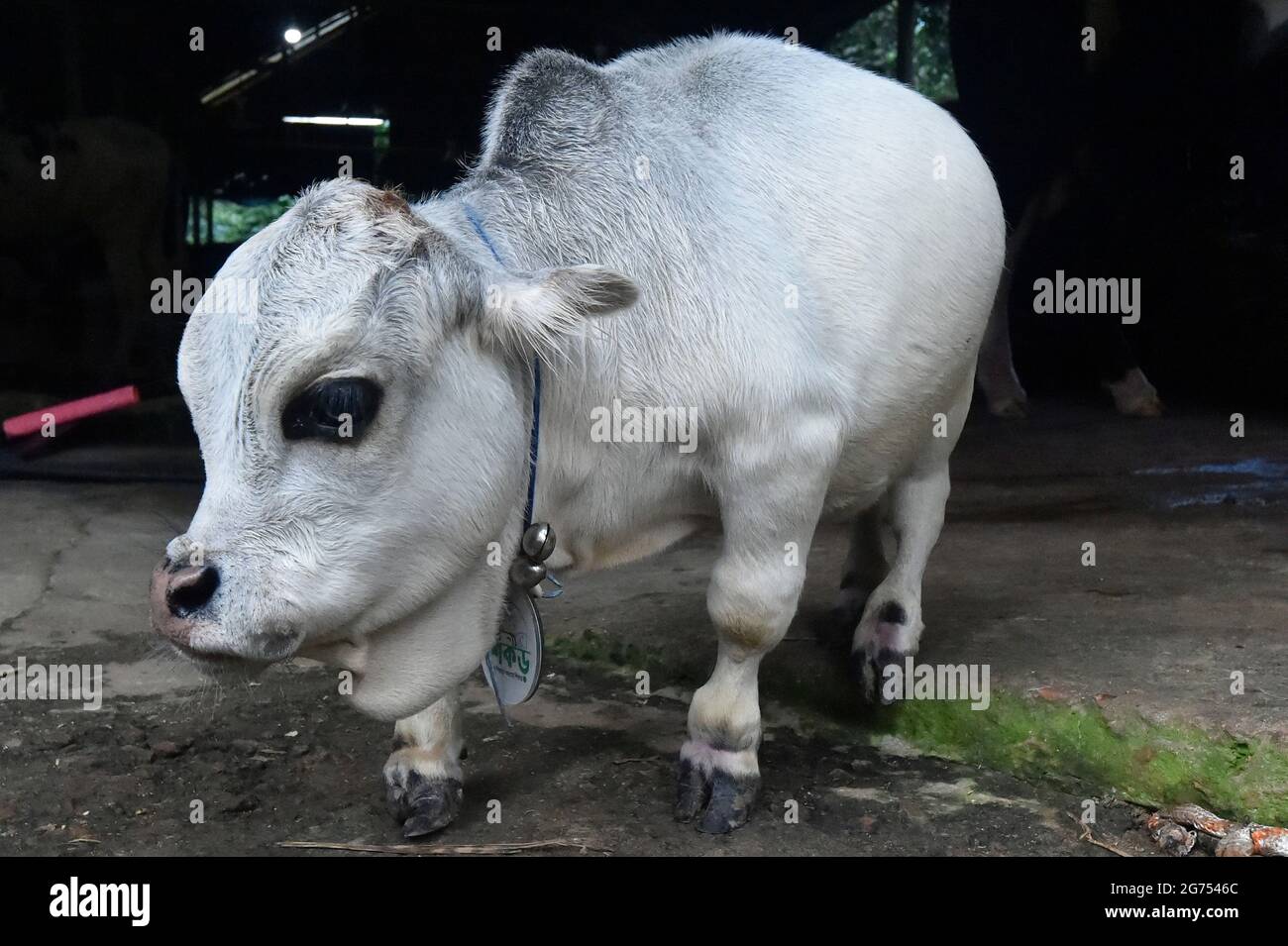 Worlds Smallest Cow