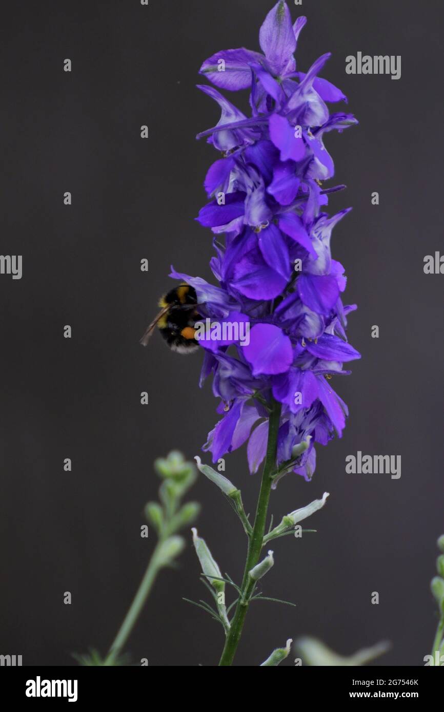 A bee on a violet doubtful knight's-spur flower Stock Photo - Alamy
