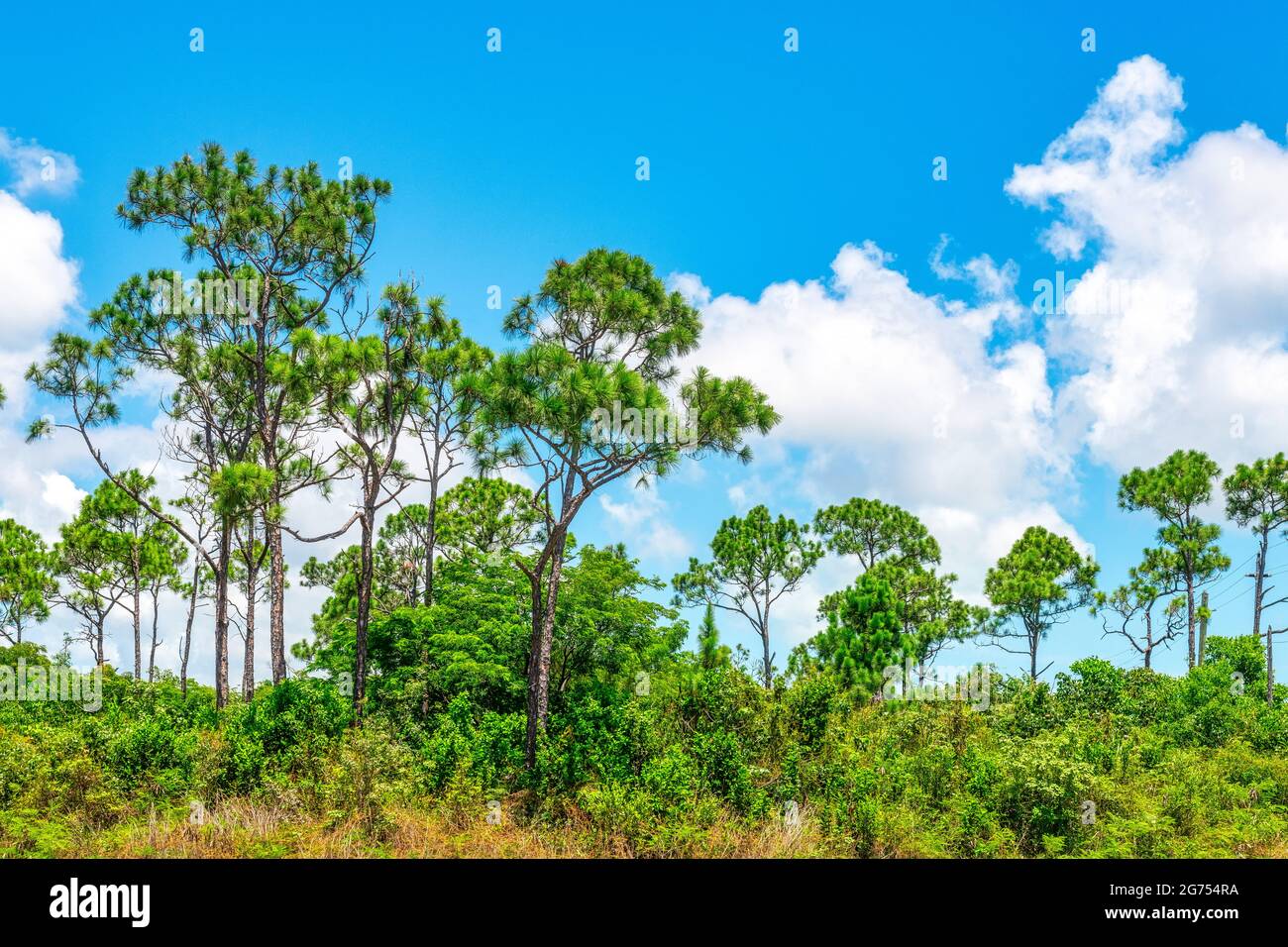 Pine trees in Freeport, Bahamas Stock Photo - Alamy