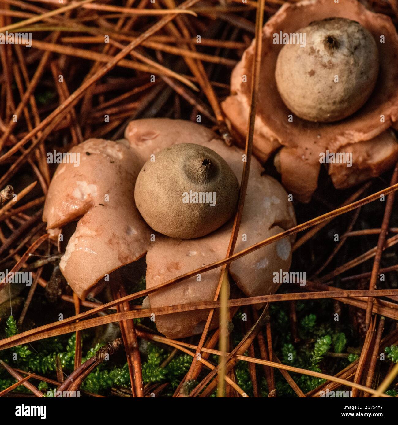 Earth Star Fungi Gastrum triplex imerges in forests in Autumn Stock ...