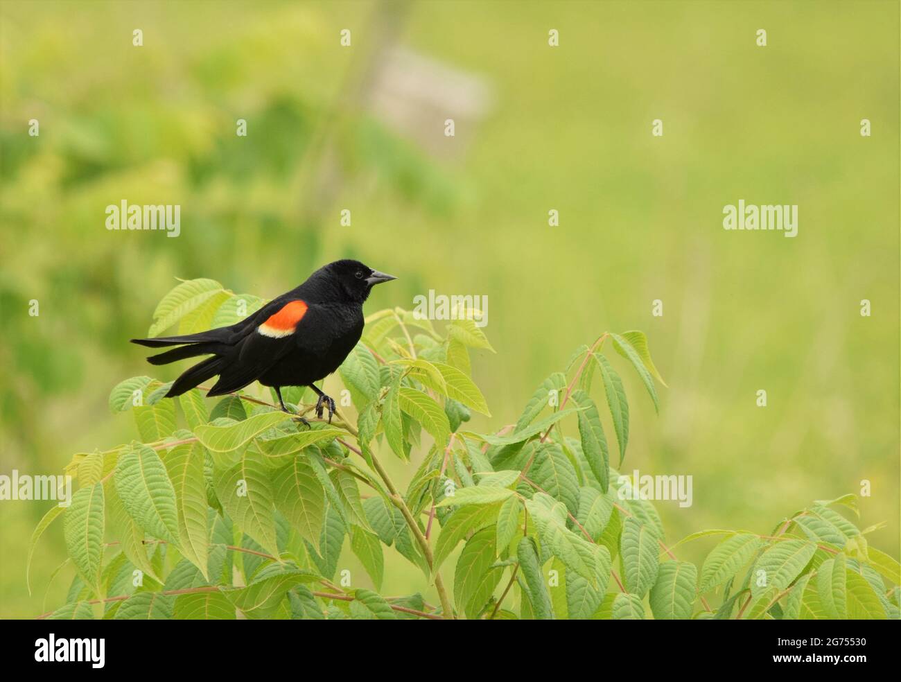 Red shouldered blackbird hi-res stock photography and images - Alamy
