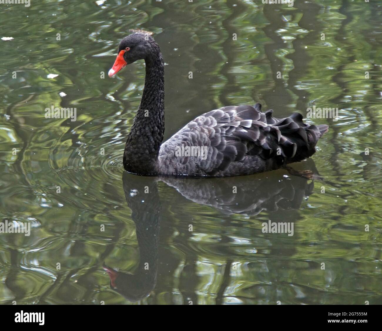 A beautiful black swan floating in a pond Stock Photo - Alamy