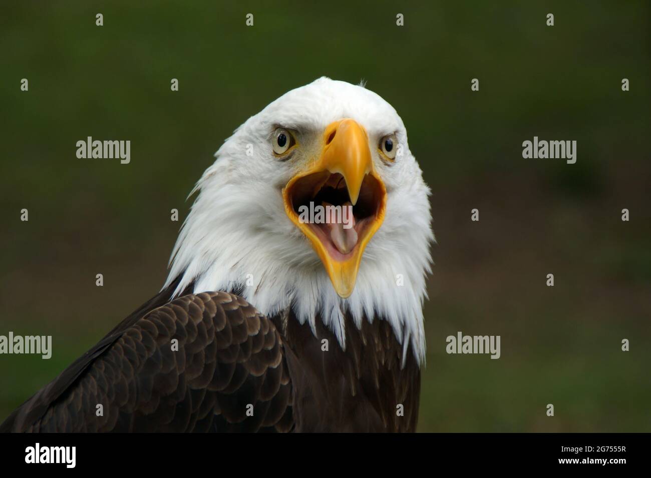 A Bald Eagle portrait on a blurred background Stock Photo - Alamy
