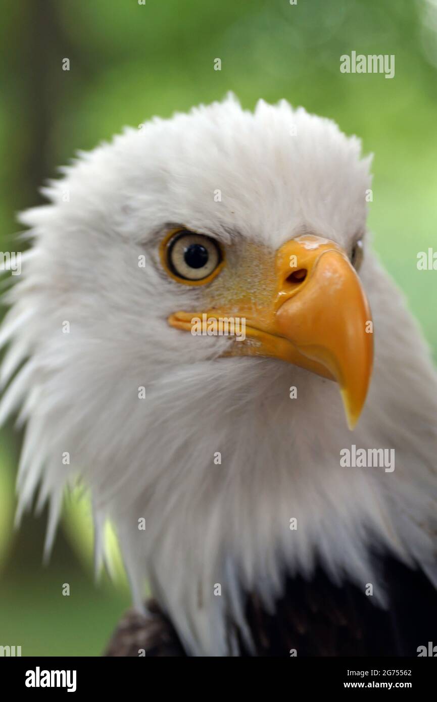 A Bald Eagle portrait on a blurred background Stock Photo - Alamy
