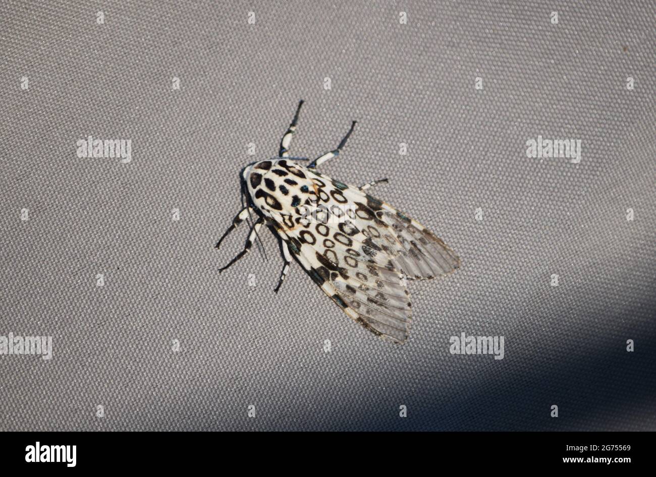 Giant Leopard Moth (Hypercompe scribonia Stock Photo - Alamy