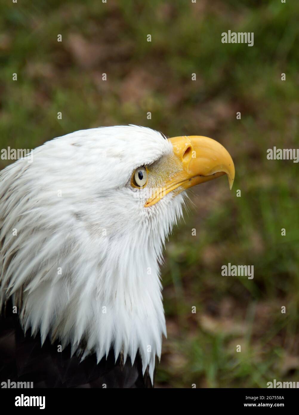 A vertical shot of a Bald Eagle on a blurred background Stock Photo - Alamy