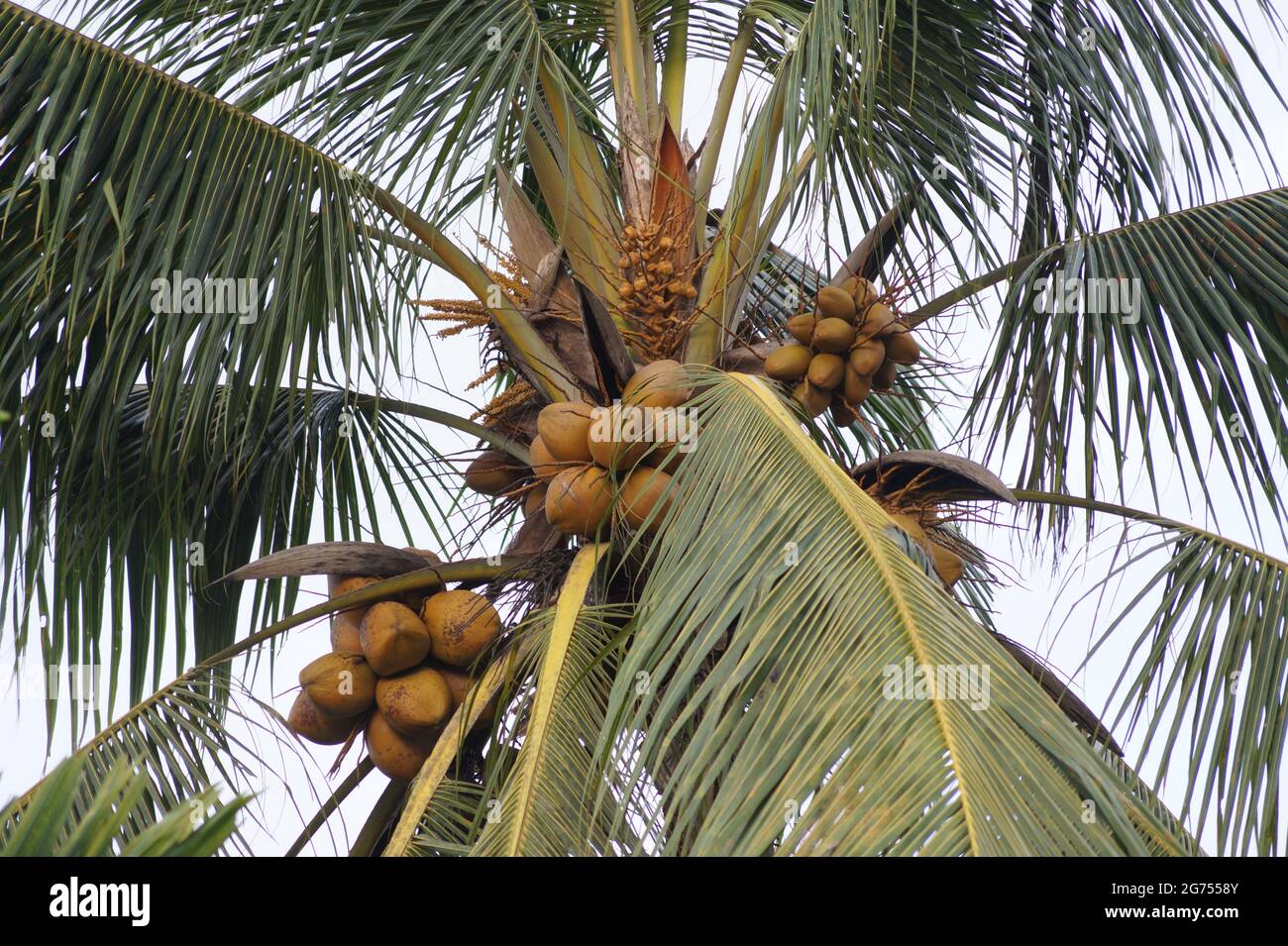 Chenthengu hi-res stock photography and images - Alamy