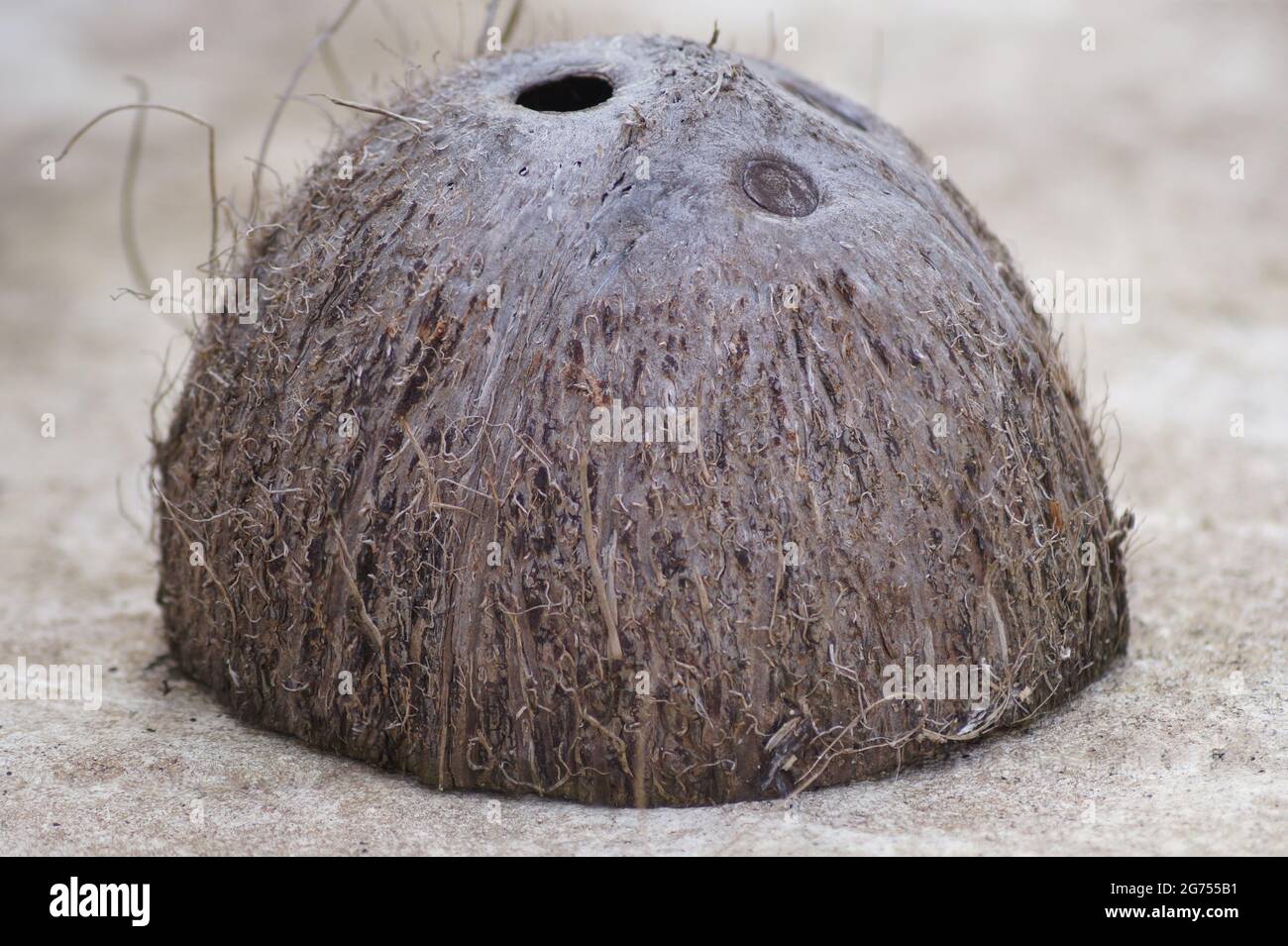 Dry coconut shell on the floor Stock Photo - Alamy