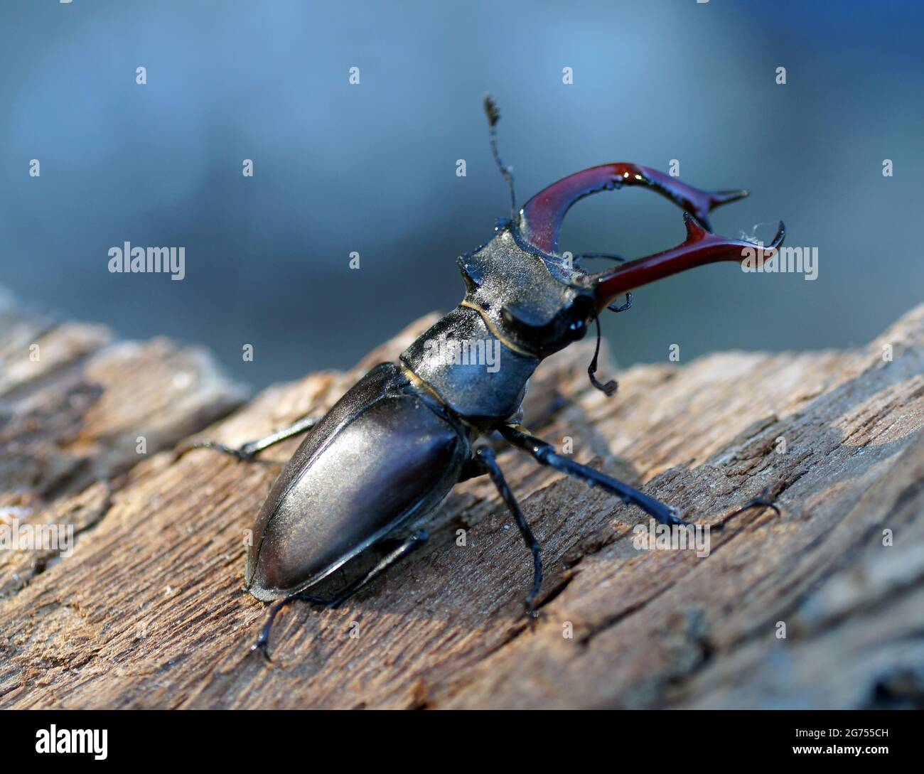 A closeup shot of a stag beetle isolated on the agedtree background ...
