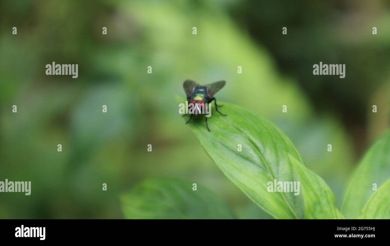 Myiasis hi-res stock photography and images - Alamy