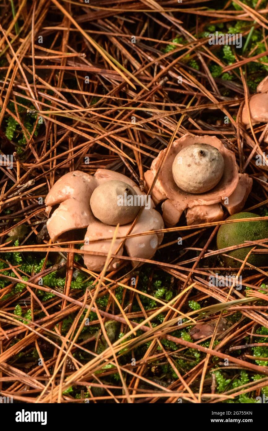 Expanded fungus hi-res stock photography and images - Alamy