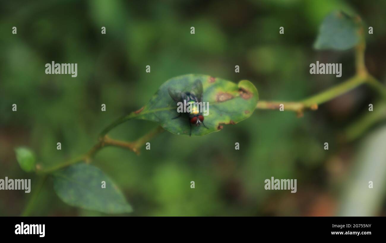 Overhead view of a common green bottle fly on a chili leaf Stock Photo ...