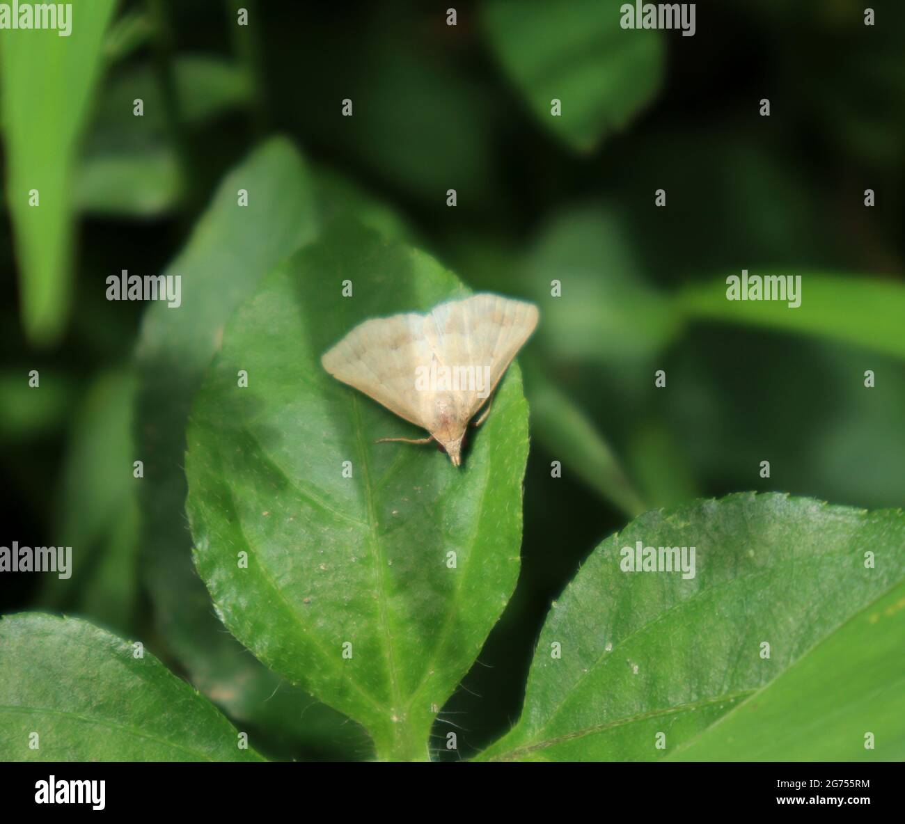Creamy moth hi-res stock photography and images - Alamy