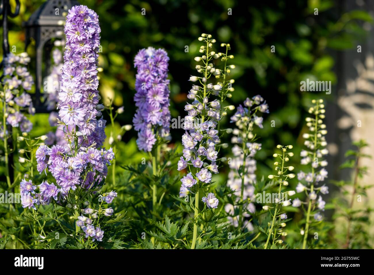 Highlander flowers hi-res stock photography and images - Alamy