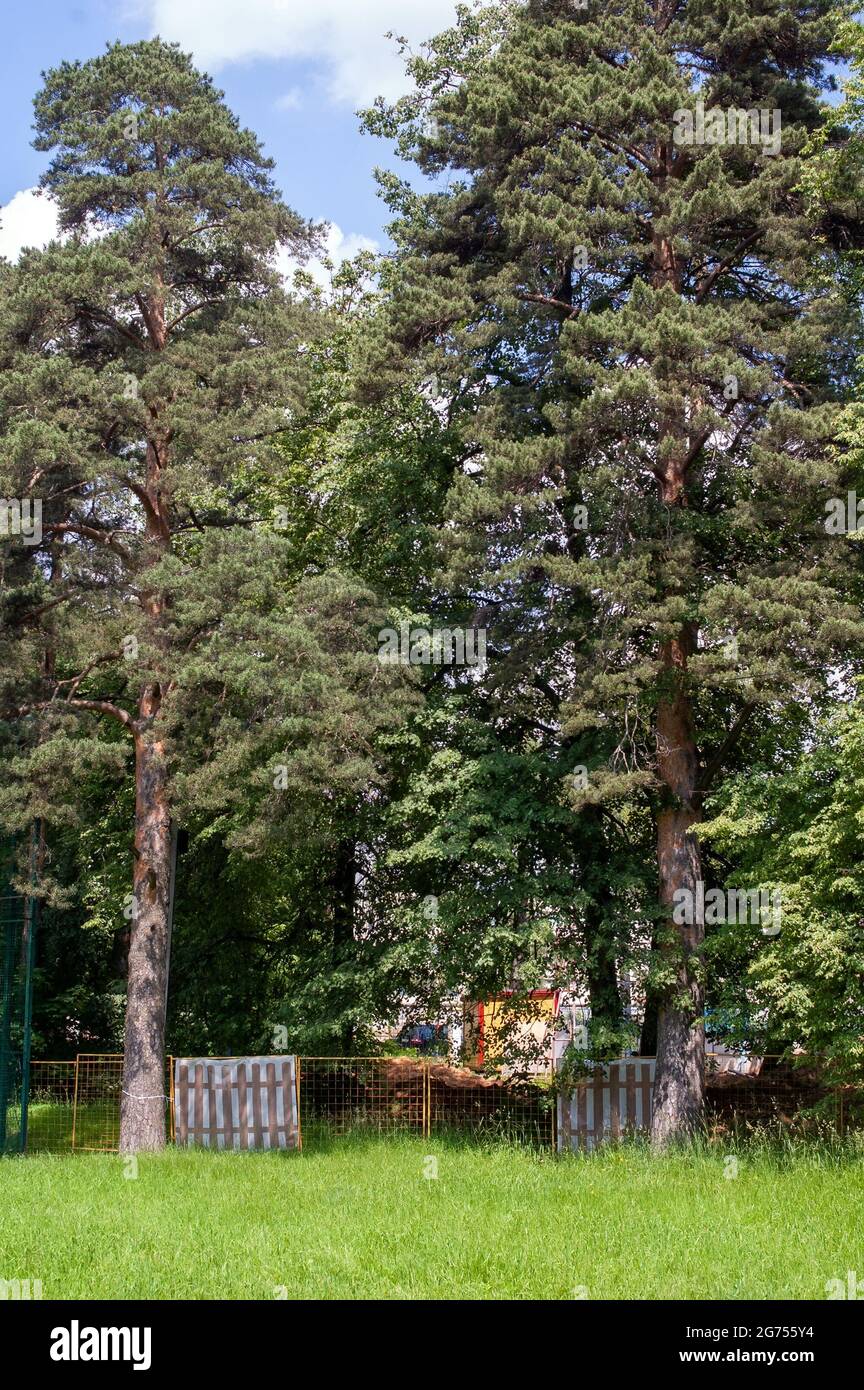 construction trench between the trees in the park, in the summer Stock ...