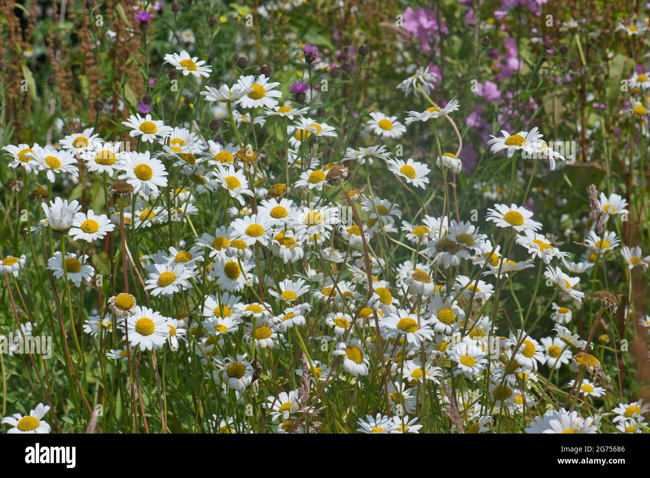 Plants of roadside verges and wildflower margins, mainly ox-eye daisy ...