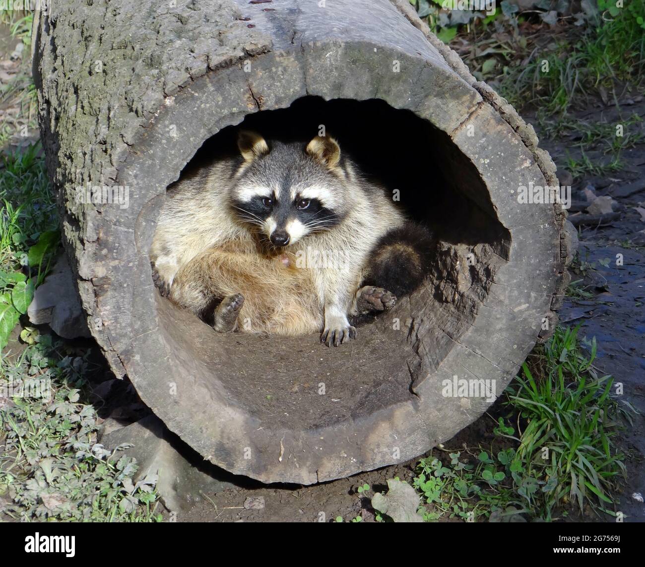 a raccoon inside a round holed structure in a field Stock Photo - Alamy