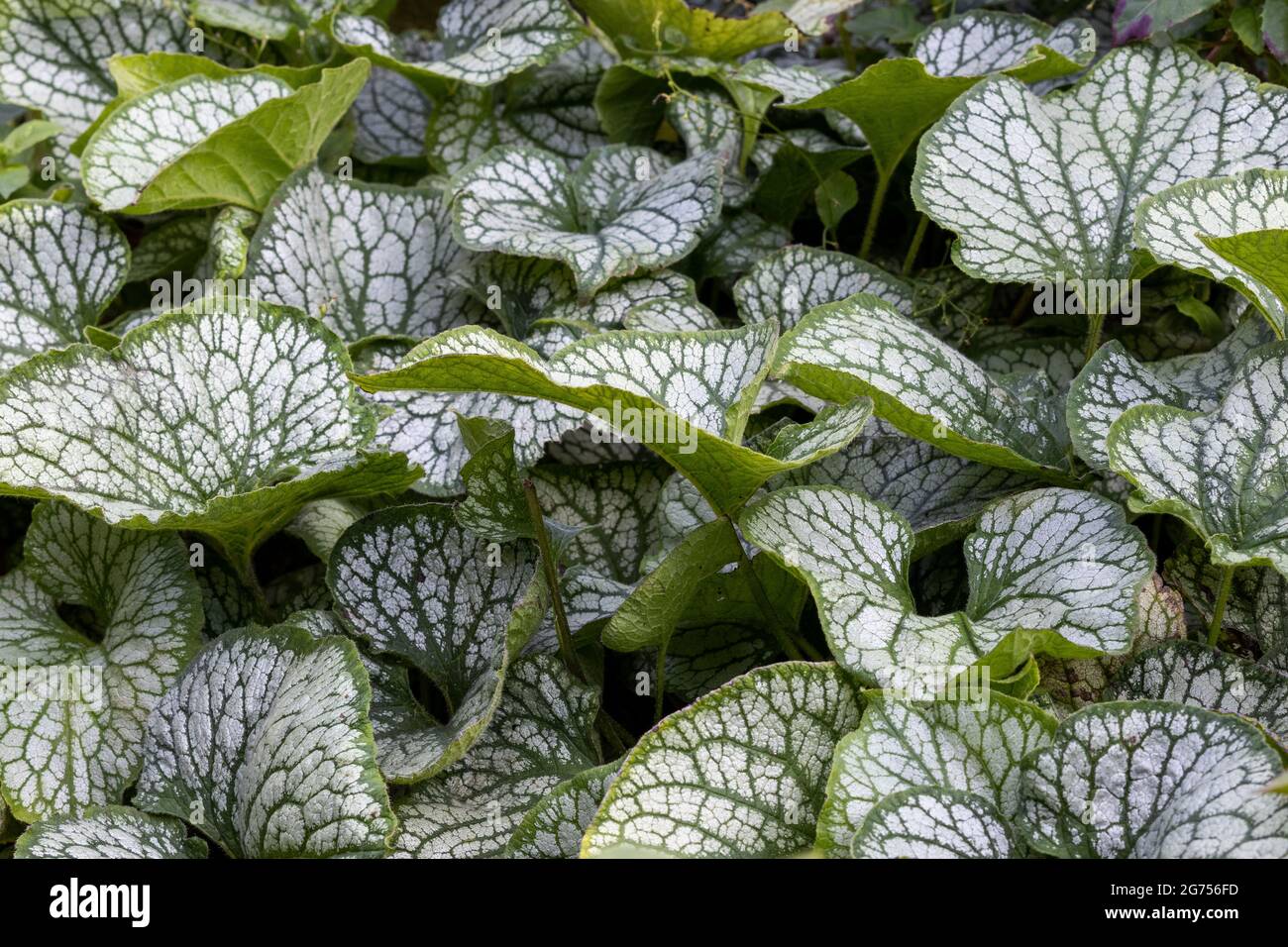 Heart shaped basal leaves hi-res stock photography and images - Alamy