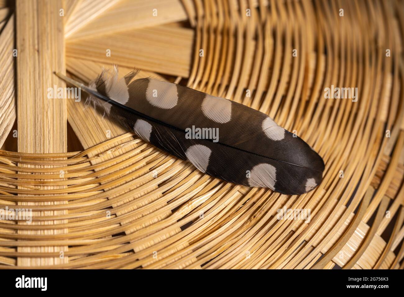 Great Spotted Woodpecker wing feather Stock Photo - Alamy