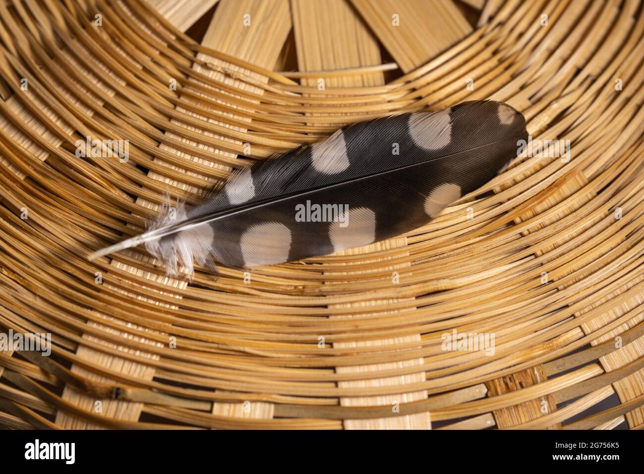 Great Spotted Woodpecker wing feather Stock Photo - Alamy