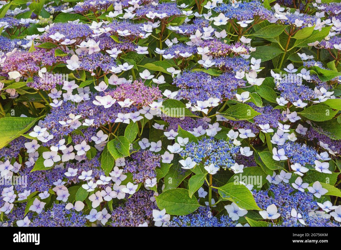 Flowering shrub of hydrangea ( Hydrangea aspera ) on summer day Stock ...