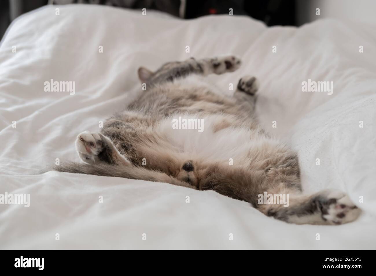 Fat cat sleeping, lounging on the bed, in the summer heat. Siesta Stock ...